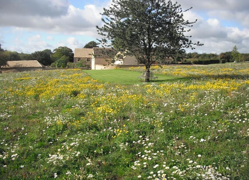 Wildflower Meadow Creation | CSA environmental